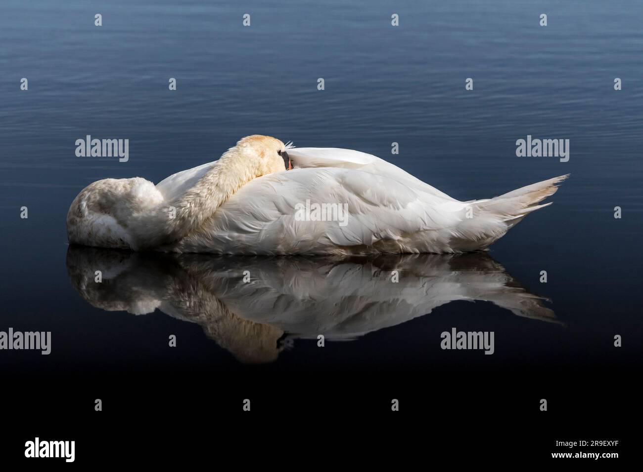 Mute swan (Cygnus olor) male sleeping with head tucked under wing feathers while floating in ...