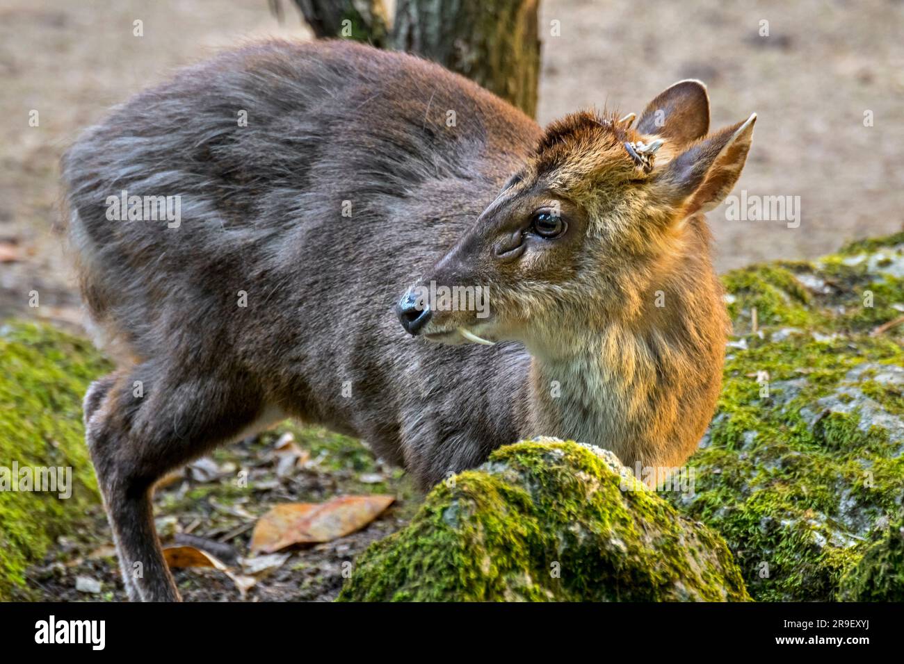 Reeves's muntjac (Muntiacus reevesi) male showing large tusks and ...