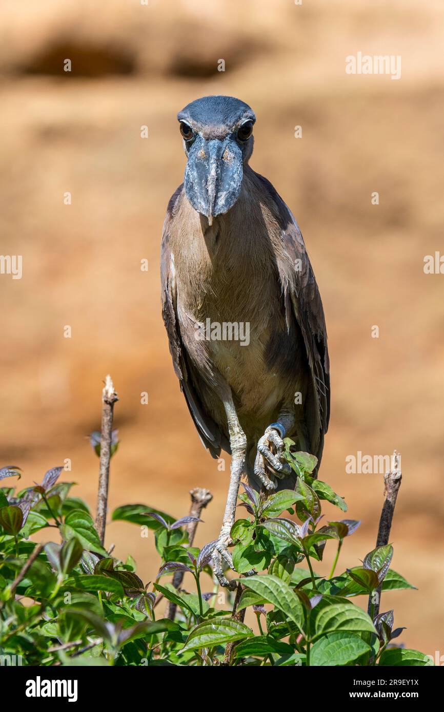 Boat-billed heron / boatbill (Cochlearius cochlearius) juvenile perched ...