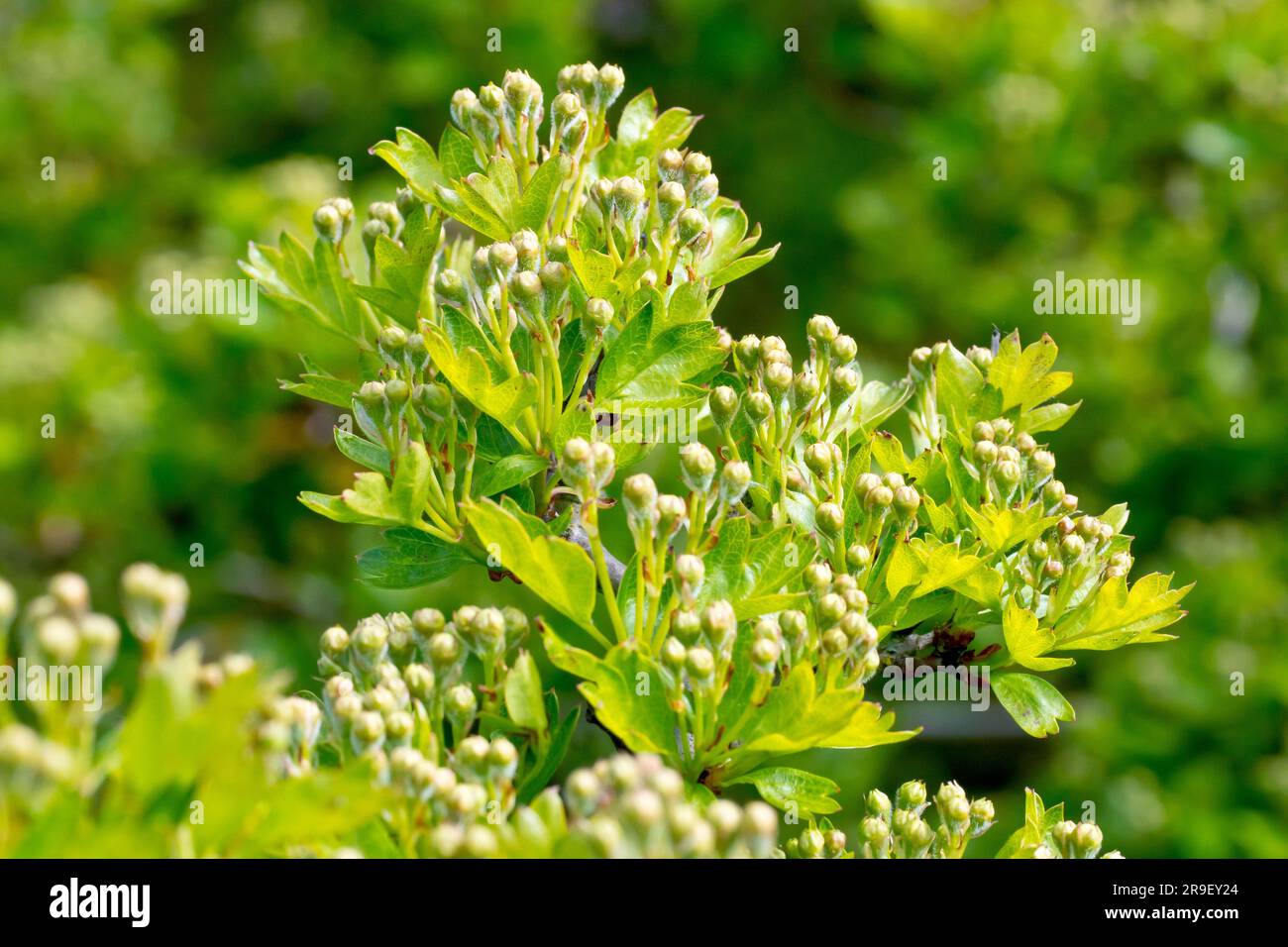 Whitethorn tree hi-res stock photography and images - Alamy