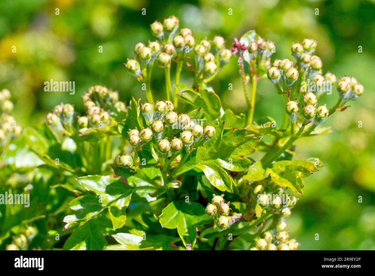 Hawthorn, Whitethorn or May-tree (crataegus monogyna), close up of ...