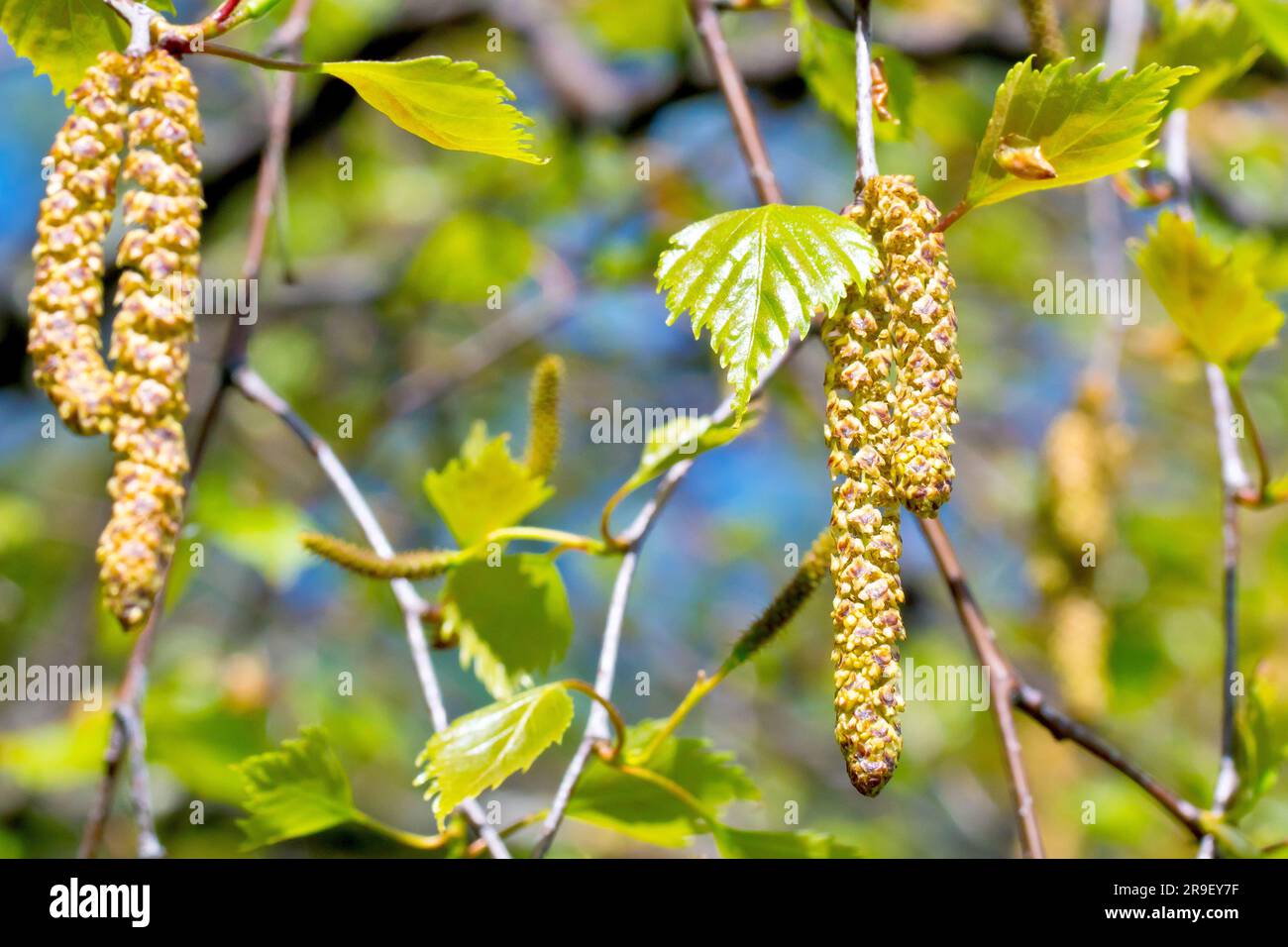 Silver Birch (betula pendula), close up of the male flowers or catkins ...