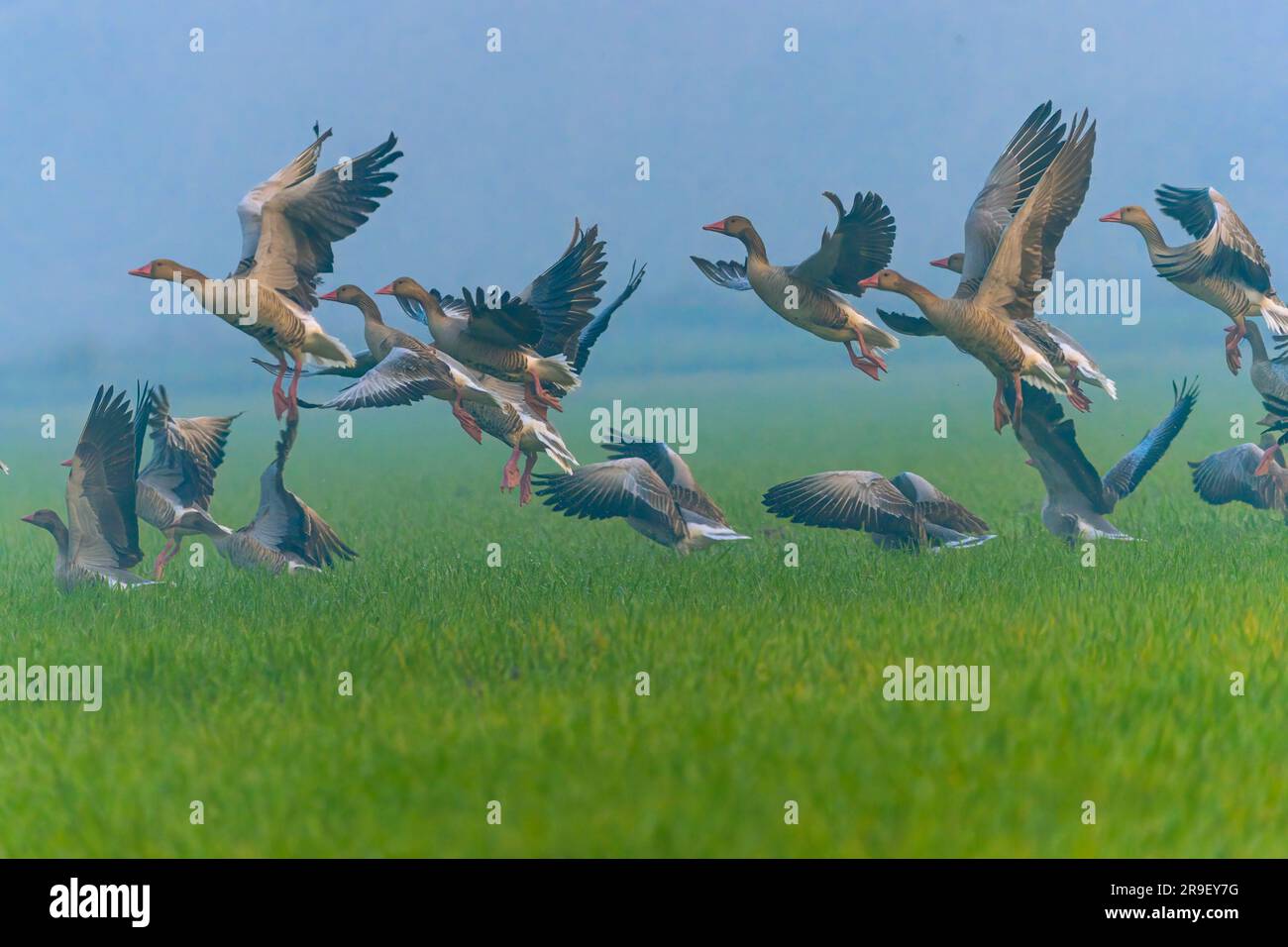 Bar headed goose flock hi-res stock photography and images - Alamy