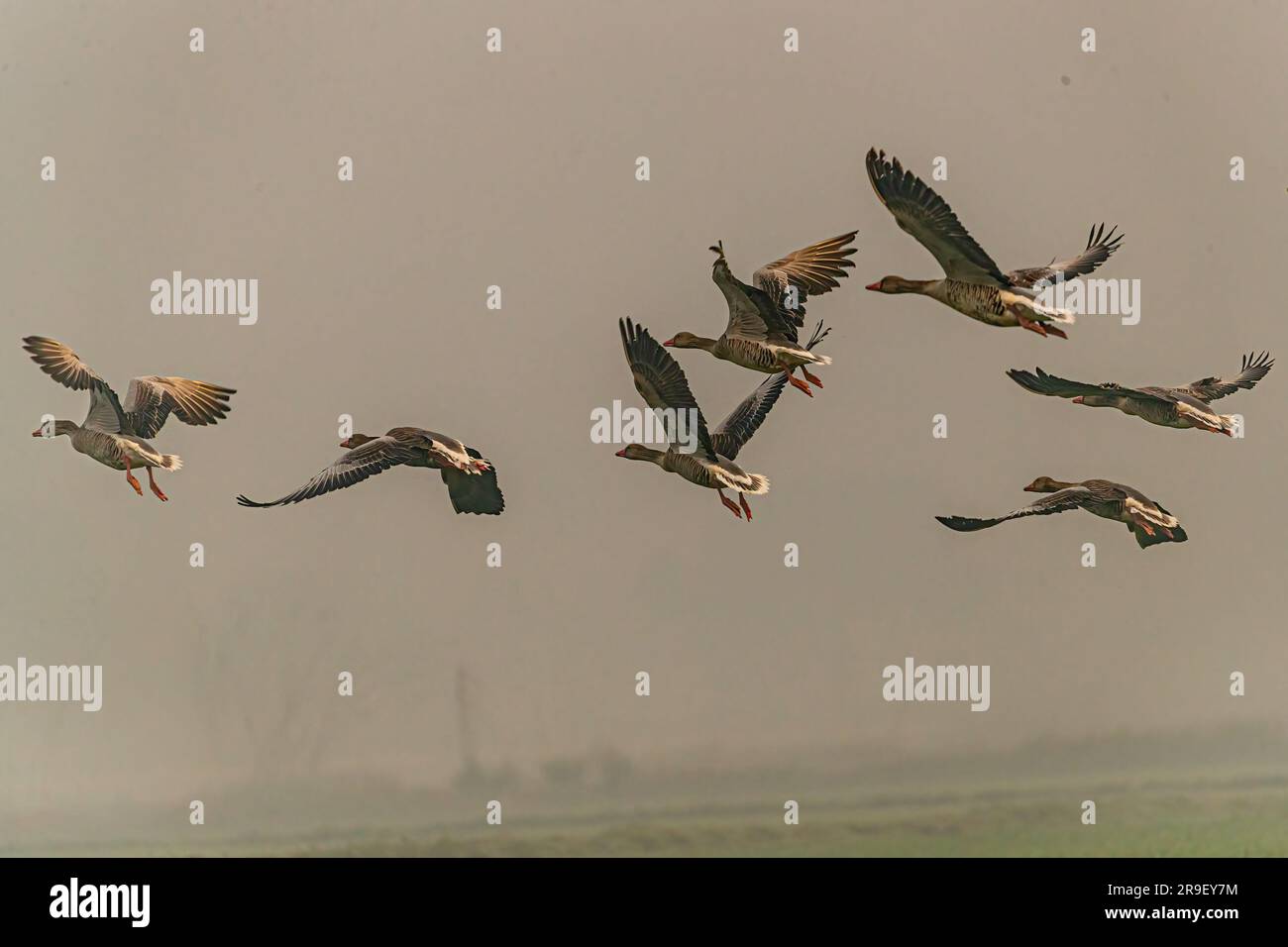 A flock of Greylag Goose in air Stock Photo - Alamy