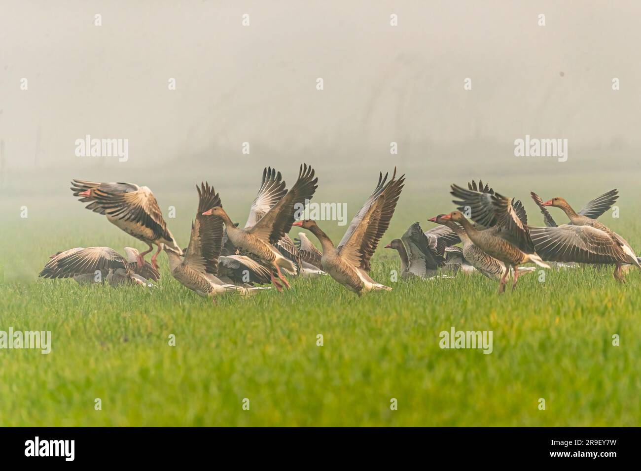 A Flock of greylag goose ready to take off Stock Photo - Alamy