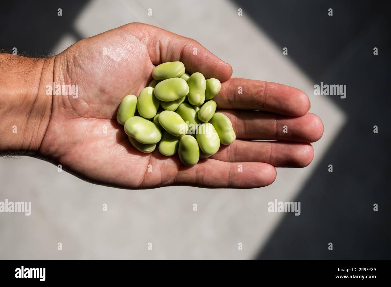A hand holding a bunch of fresh raw organic fava beans from the urban ...