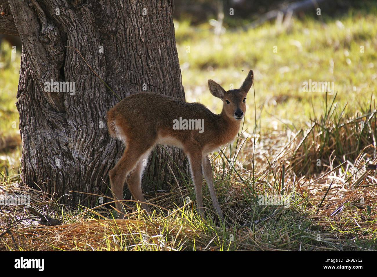 Southern or Common Reedbuck, redunca arundinum, Young, Moremi Reserve ...