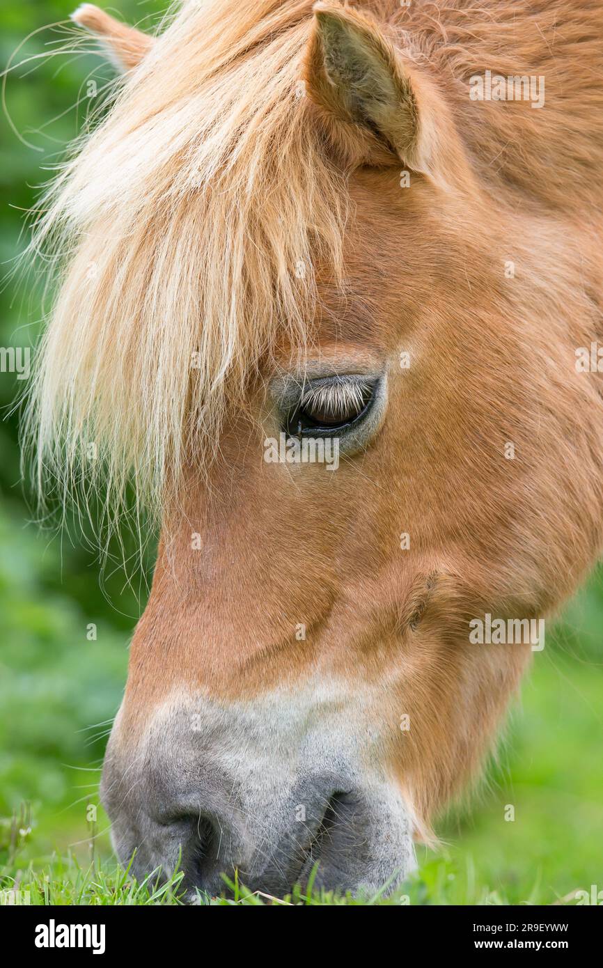 Pony nose close up hi-res stock photography and images - Alamy