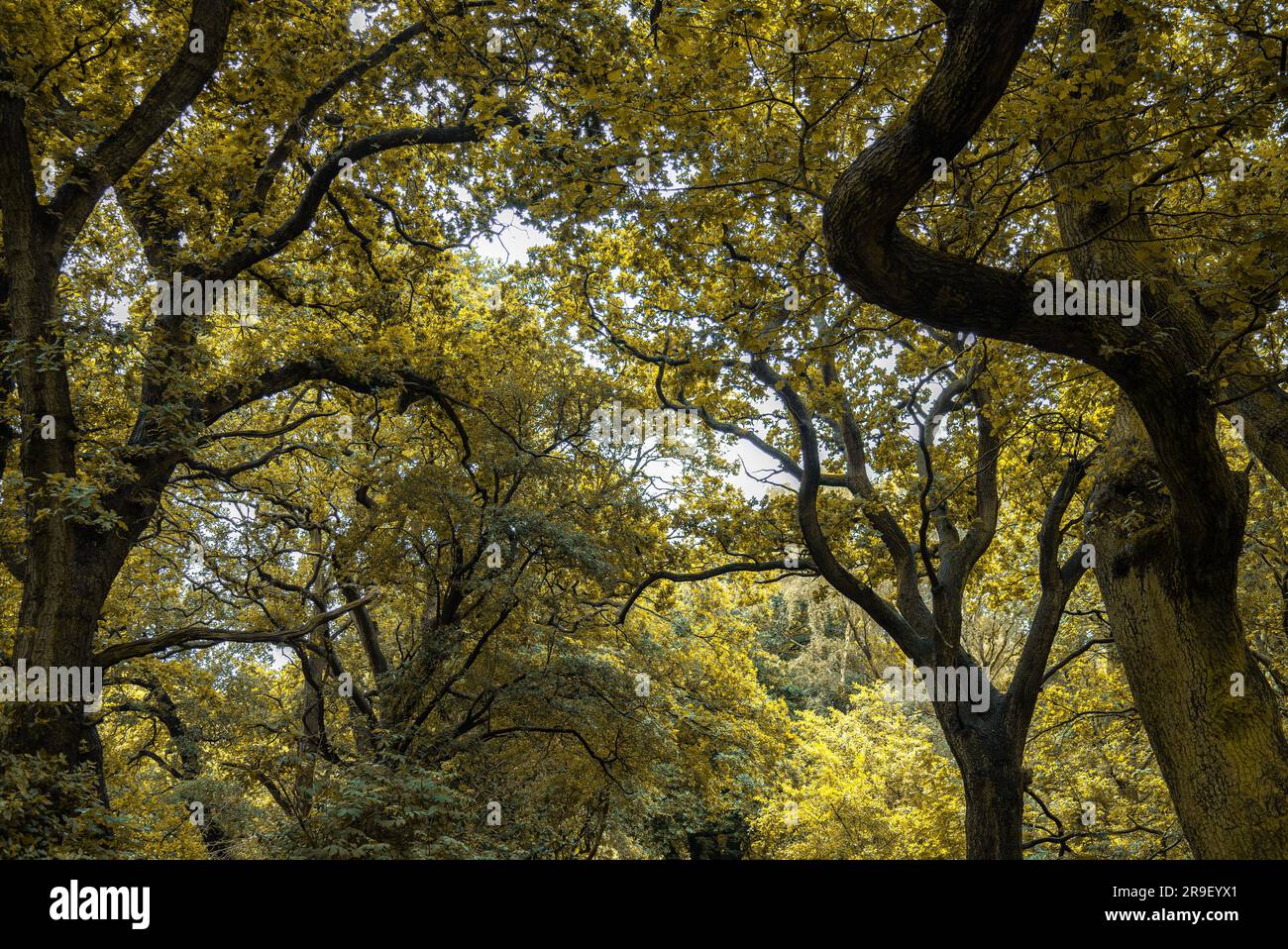 Oak trees autumn sherwood forest hi-res stock photography and images ...
