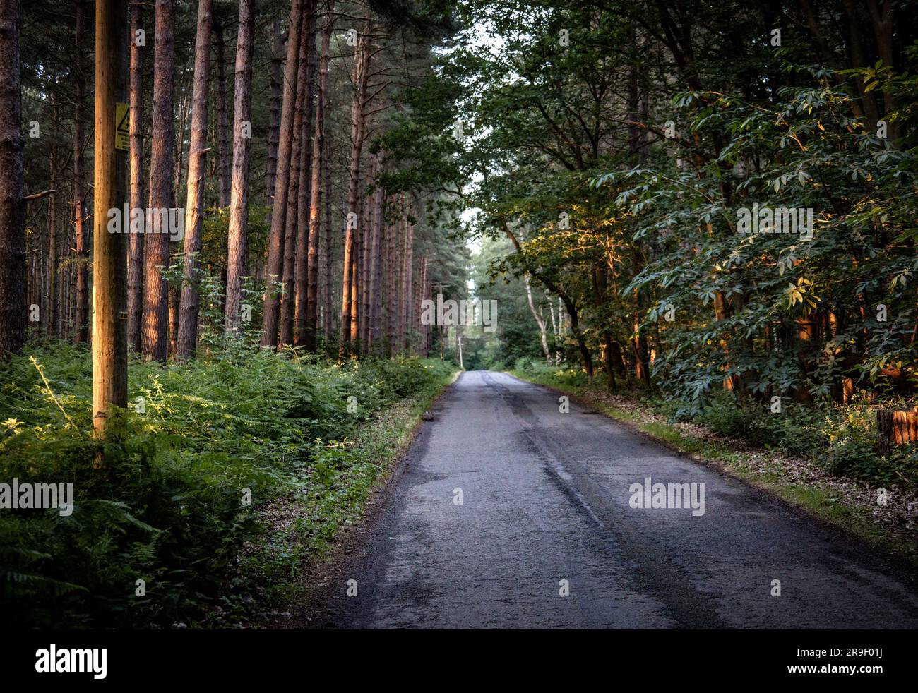 Oak trees autumn sherwood forest hi-res stock photography and images ...