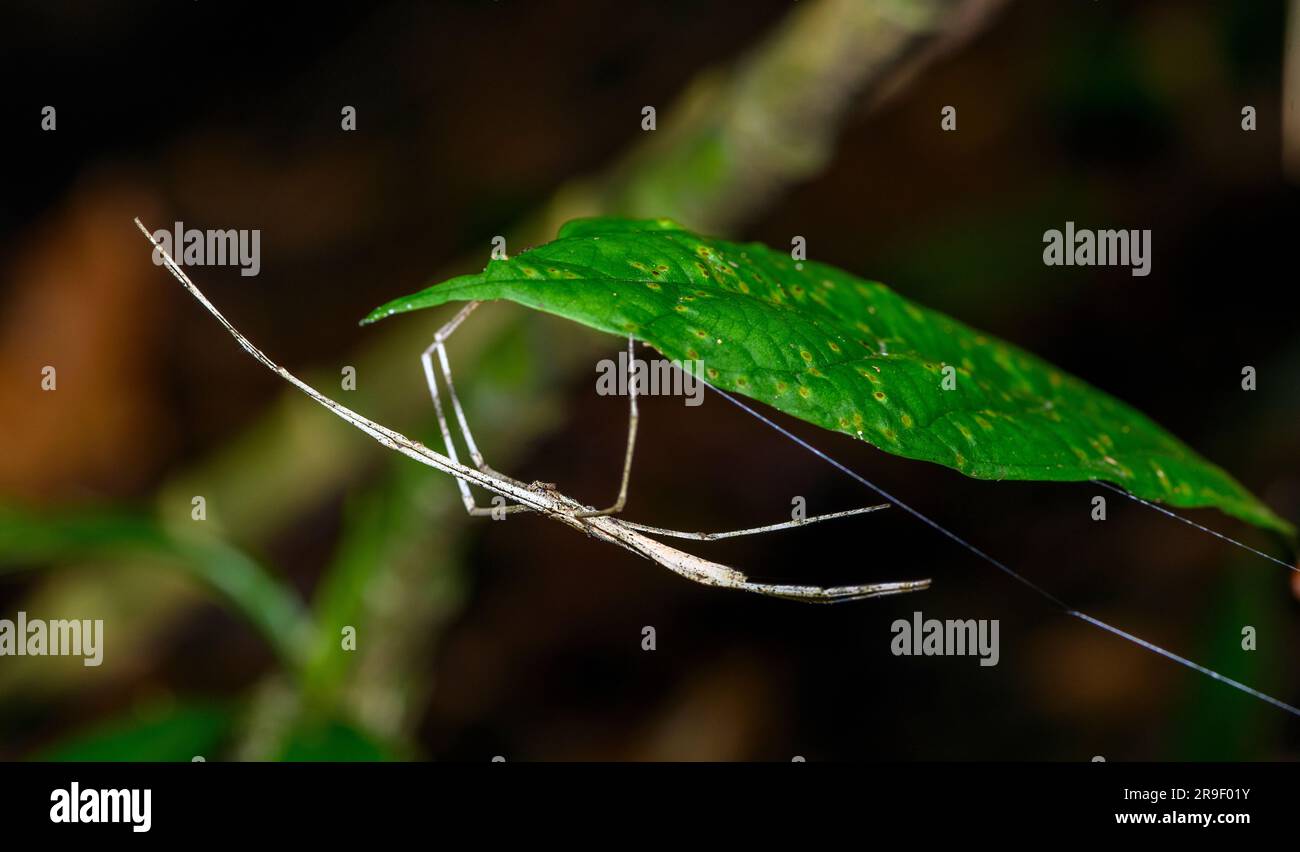 Net-casting spider (Deinopis sp.), D. longipre?) from Las Arrieras ...