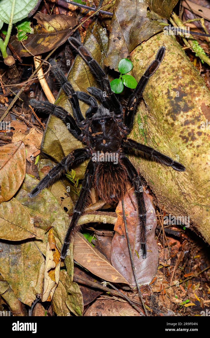 Tarantula (Brachypelma sp.) from Las Arrieras, Sarapiqui, Costa Rica ...