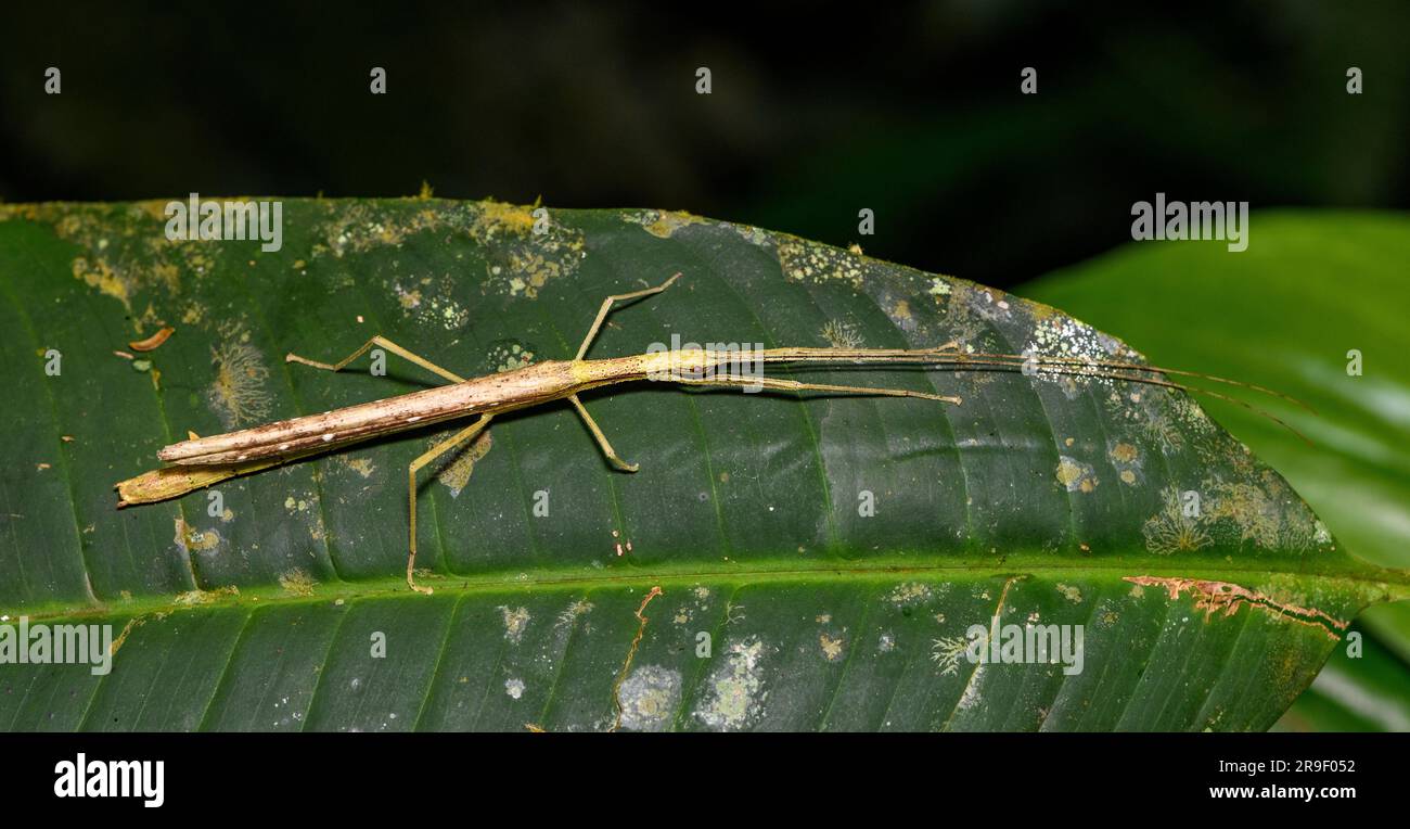 Unidentified stick insect (Order Phasmatodea) from Las Arrieras ...
