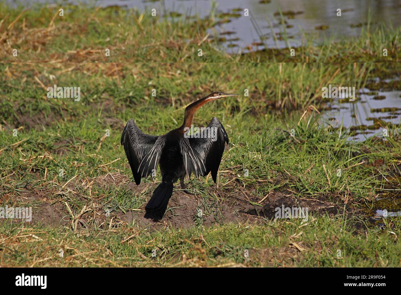 Wildlife photo of an anhinga bird hi-res stock photography and images ...
