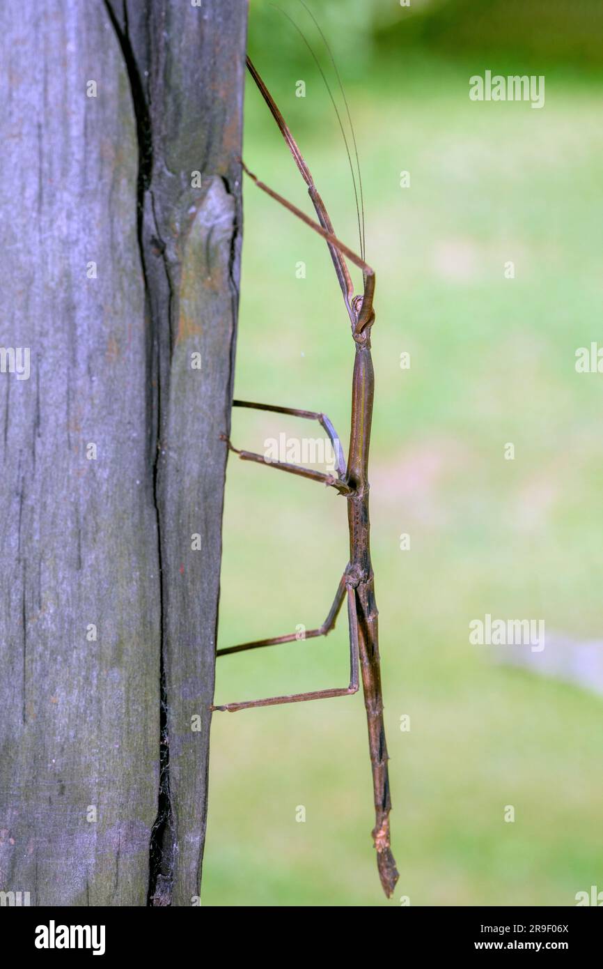 Phanocles costaricensis hi-res stock photography and images - Alamy