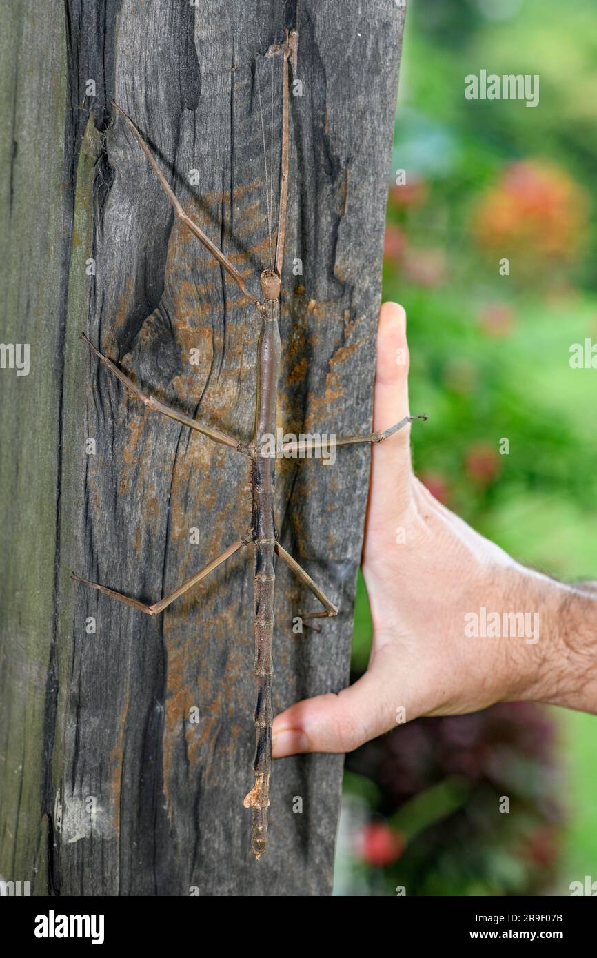 Phanocles costaricensis hi-res stock photography and images - Alamy