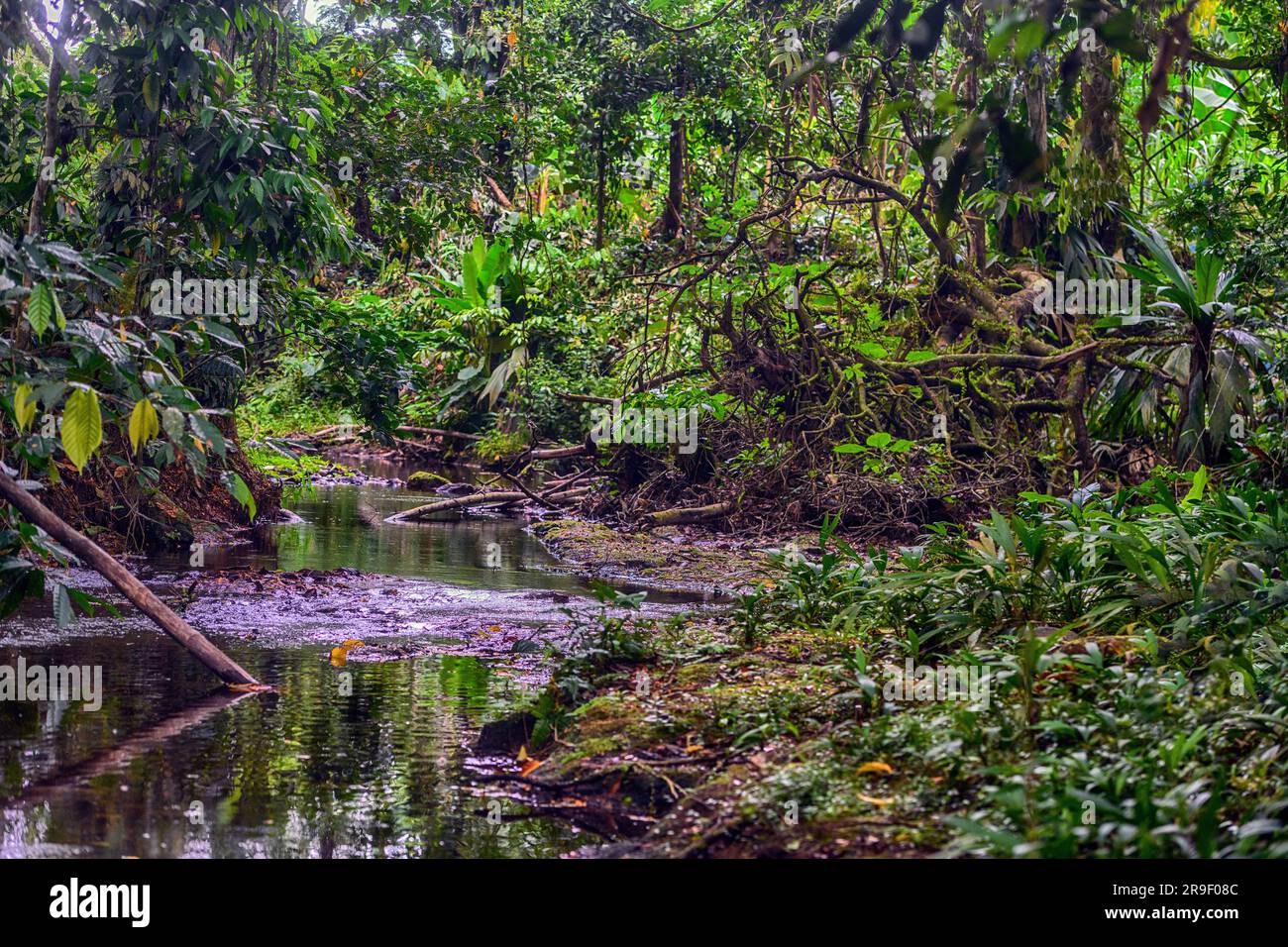 Reserva bambu hi-res stock photography and images - Alamy