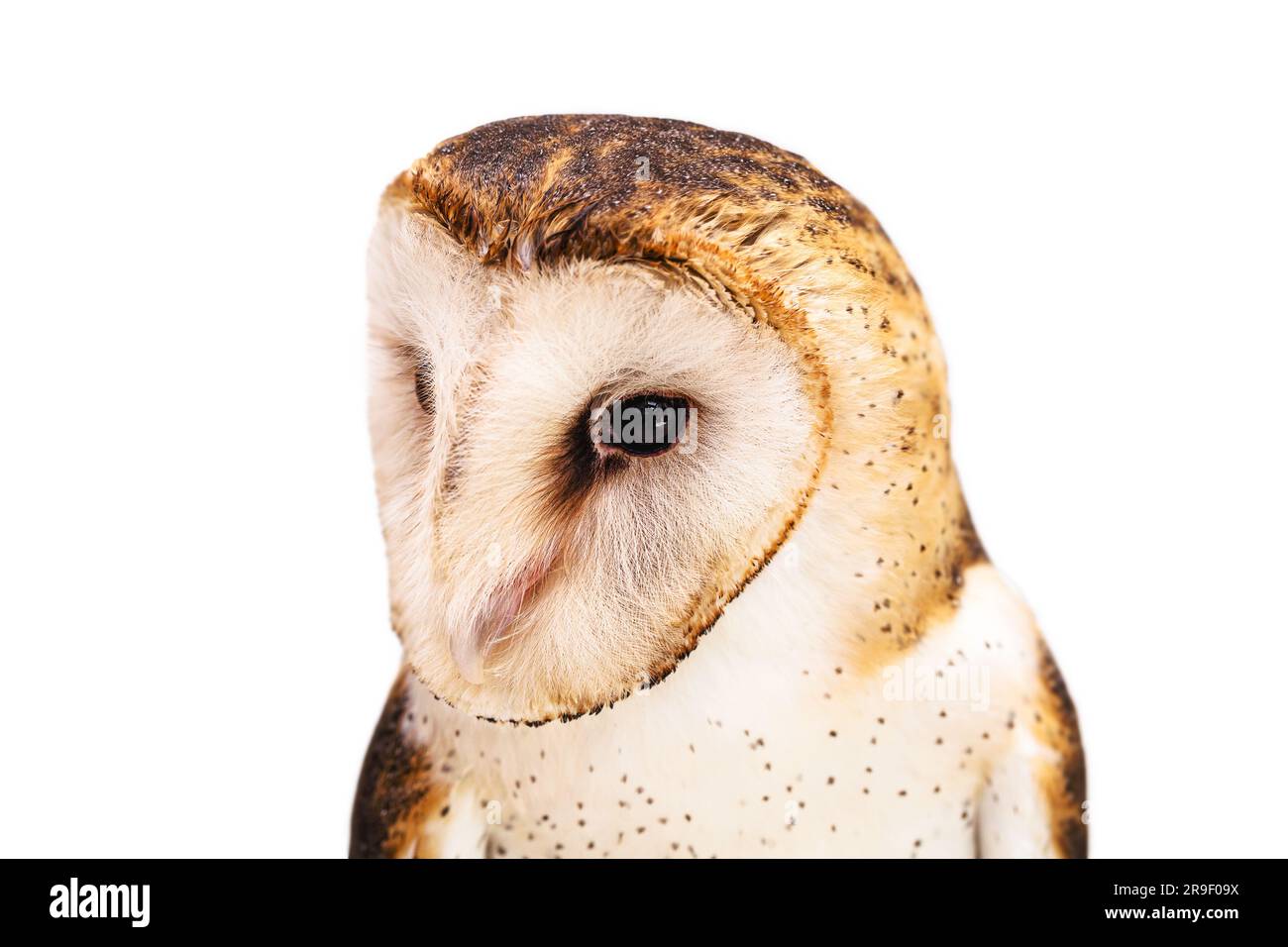 owl, high resolution baby owl photo. Barn Owl (Tyto furcata or Tyto ...
