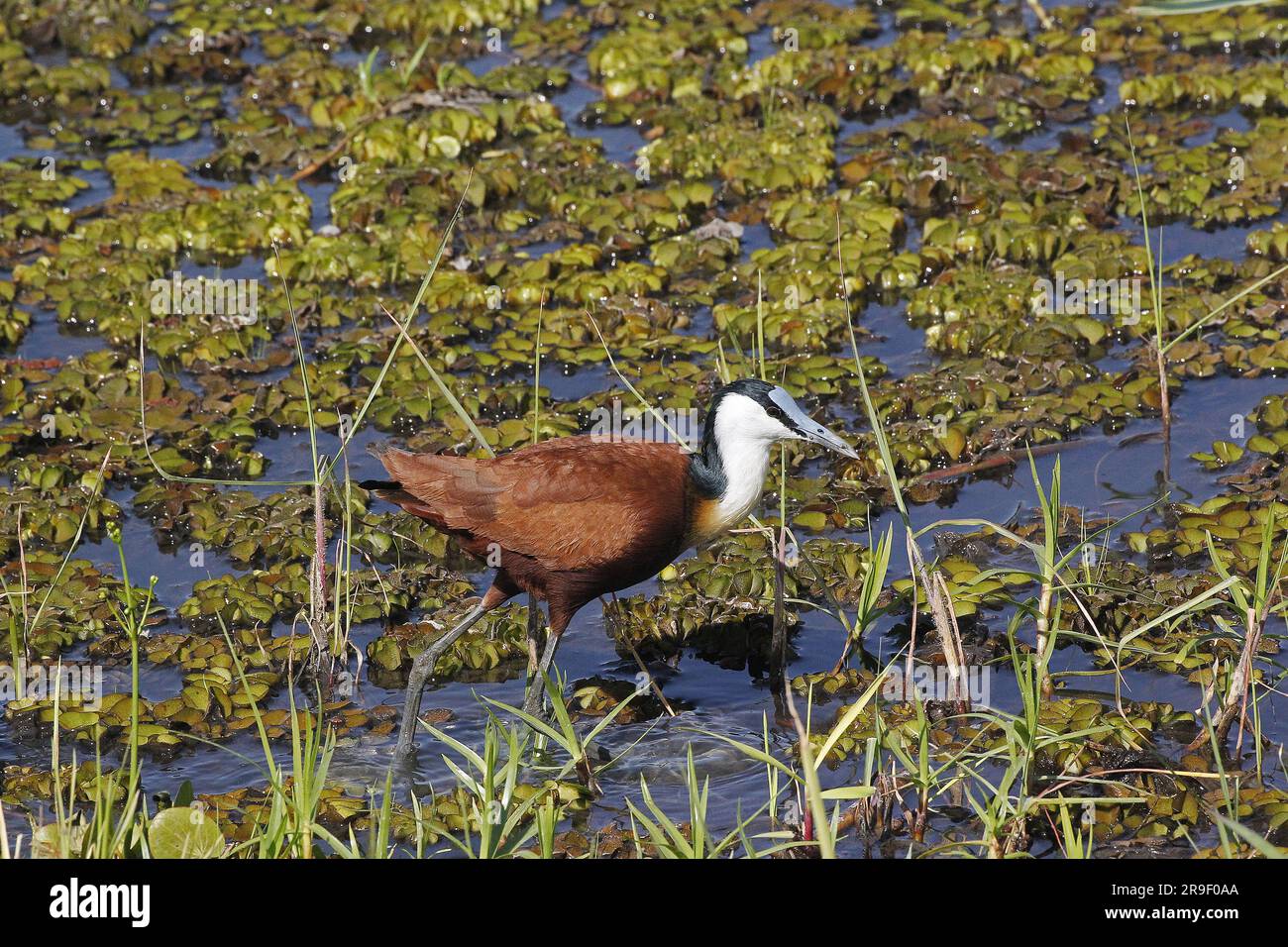 Jacana photo hi-res stock photography and images - Alamy