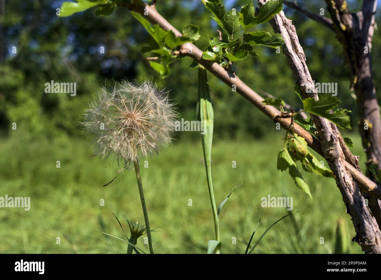 Giant dandelion and a branch framing it in a lawn in summer Stock Photo ...