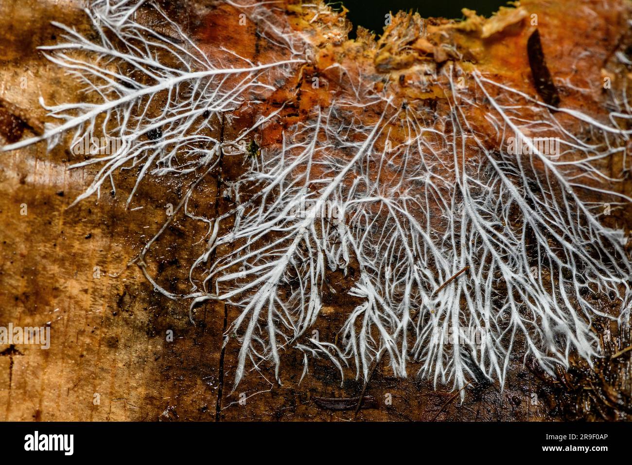 Fungal mycelium branching on a root in the rainforest of Las Arrieras ...