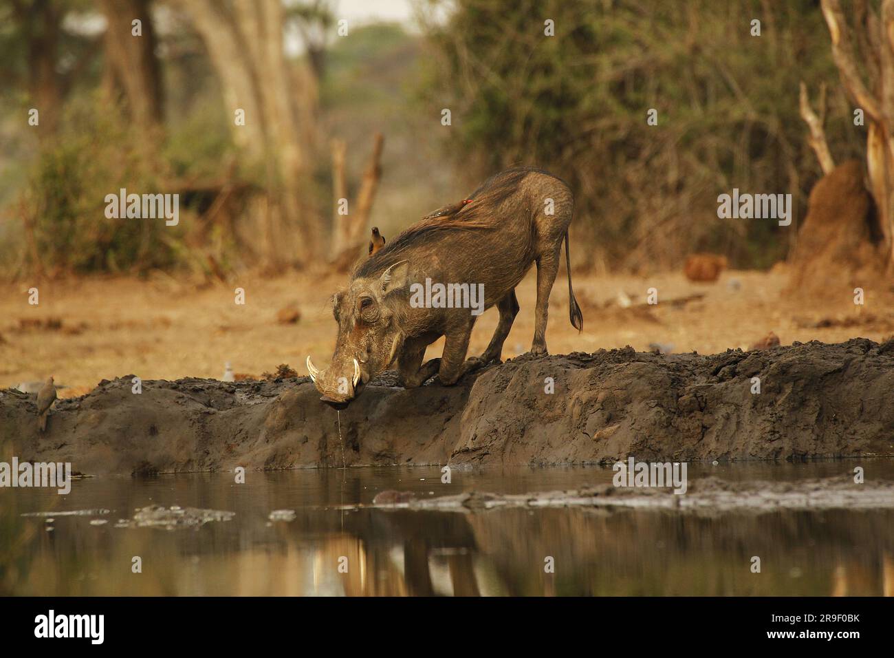 Warthog, phacochoerus aethiopicus, Male drinking Water, Near Chobe ...