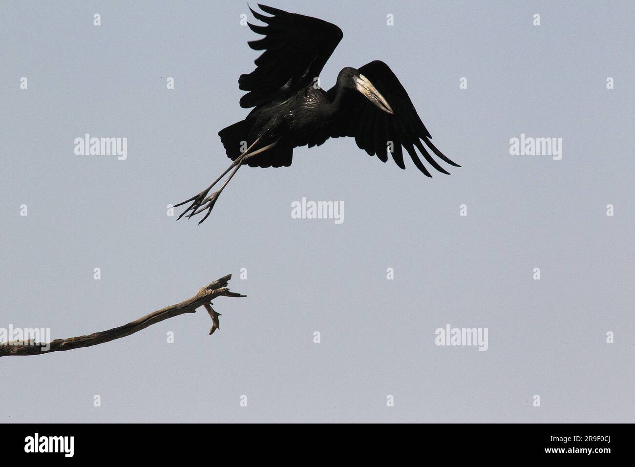 African Openbill, anastomus lamelligerus, Adult in Flight, Taking off ...