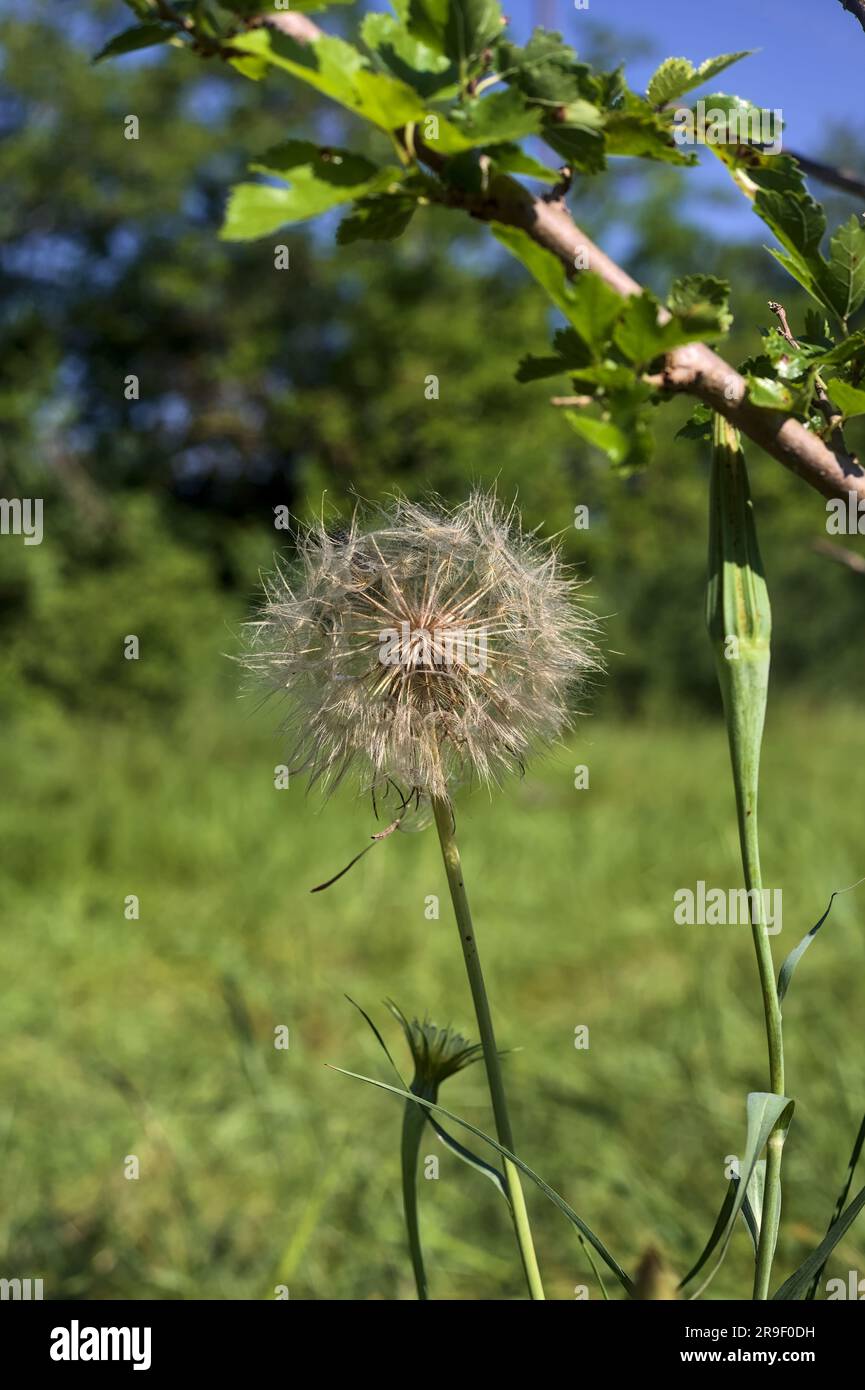 Giant dandelion and a branch framing it in a lawn in summer Stock Photo ...