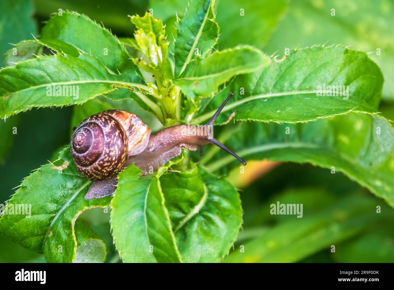 Copse snail gliding on the plant in the garden. Macro, close-up. Copse ...