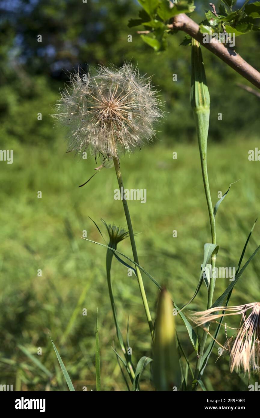 Giant dandelion and a branch framing it in a lawn in summer Stock Photo ...