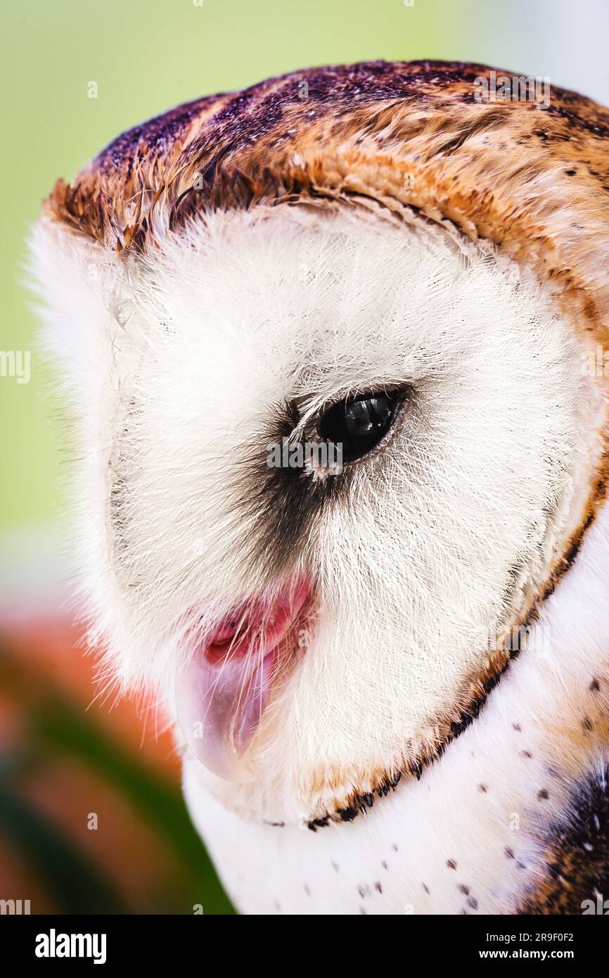 Photo of an owl in macro photography, high resolution baby owl photo ...