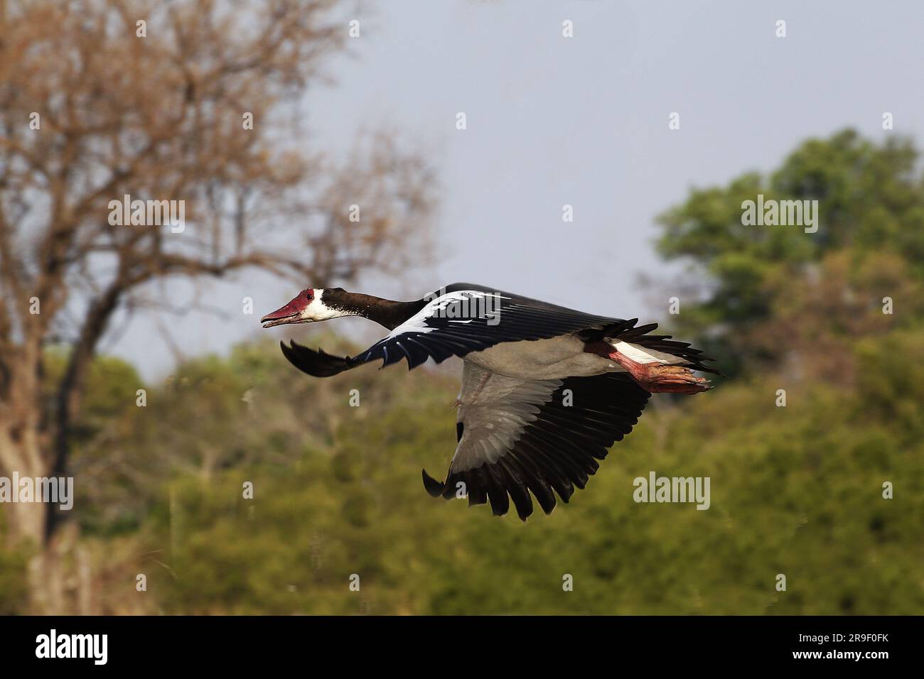 Spur-winged goose ,plectropterus gambensis, Male in Flight, Moremi ...
