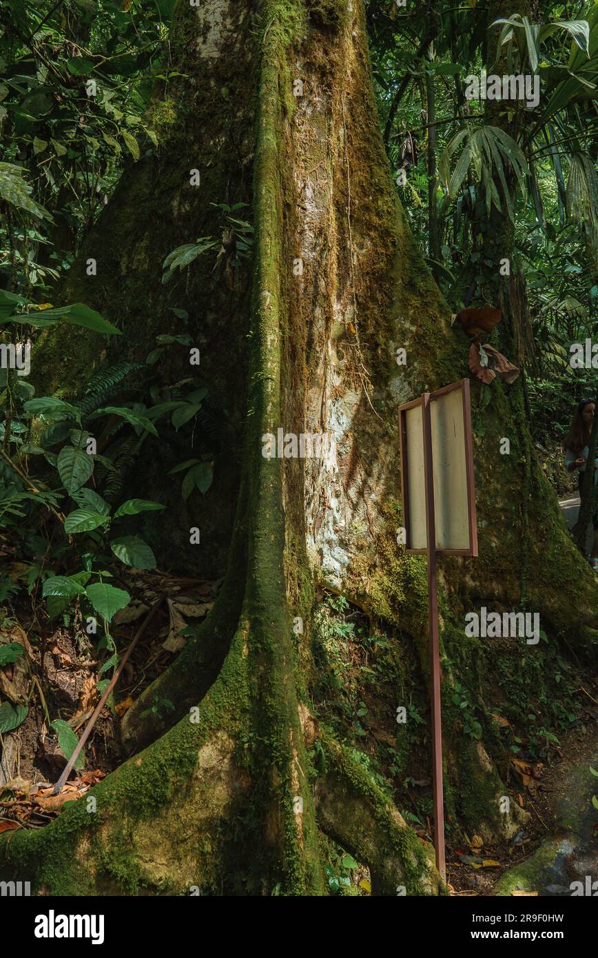 Tree trunk in dense tropical rainforest of Costa Rica Stock Photo - Alamy