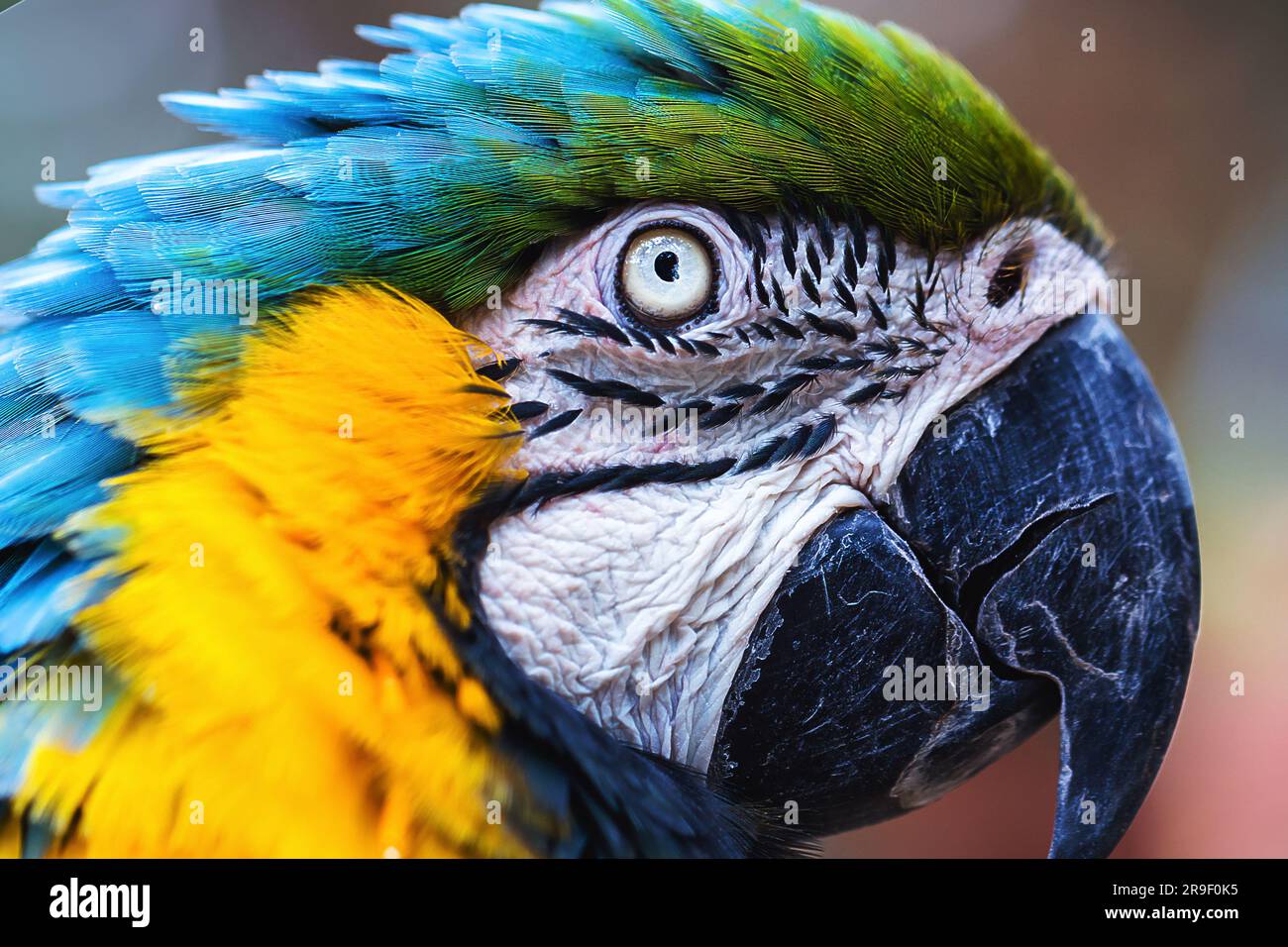 old Brazilian macaw bird with yellow and blue belly, native to the ...
