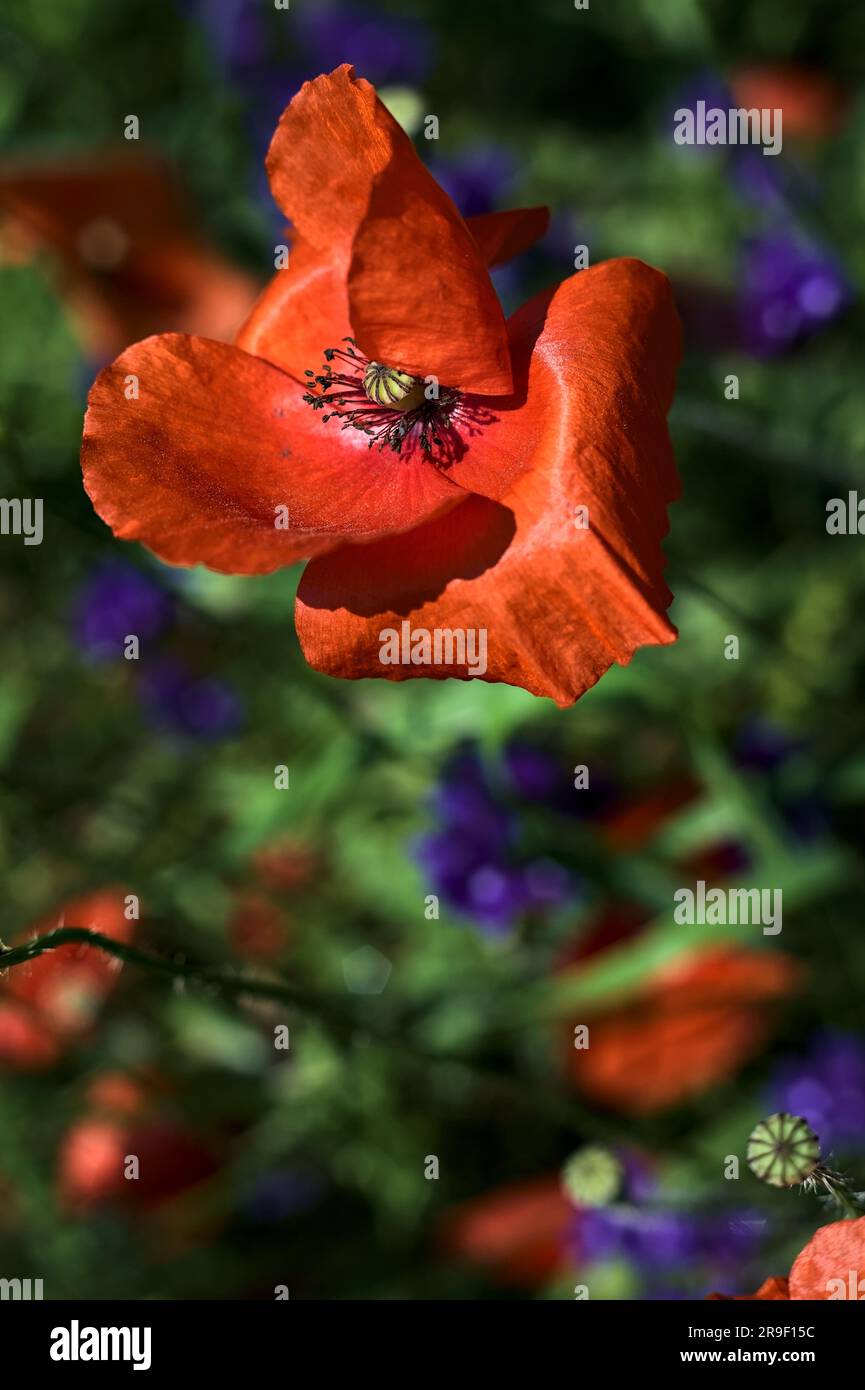 Poppies and violet wild flowers in bloom in the grass seen up close ...