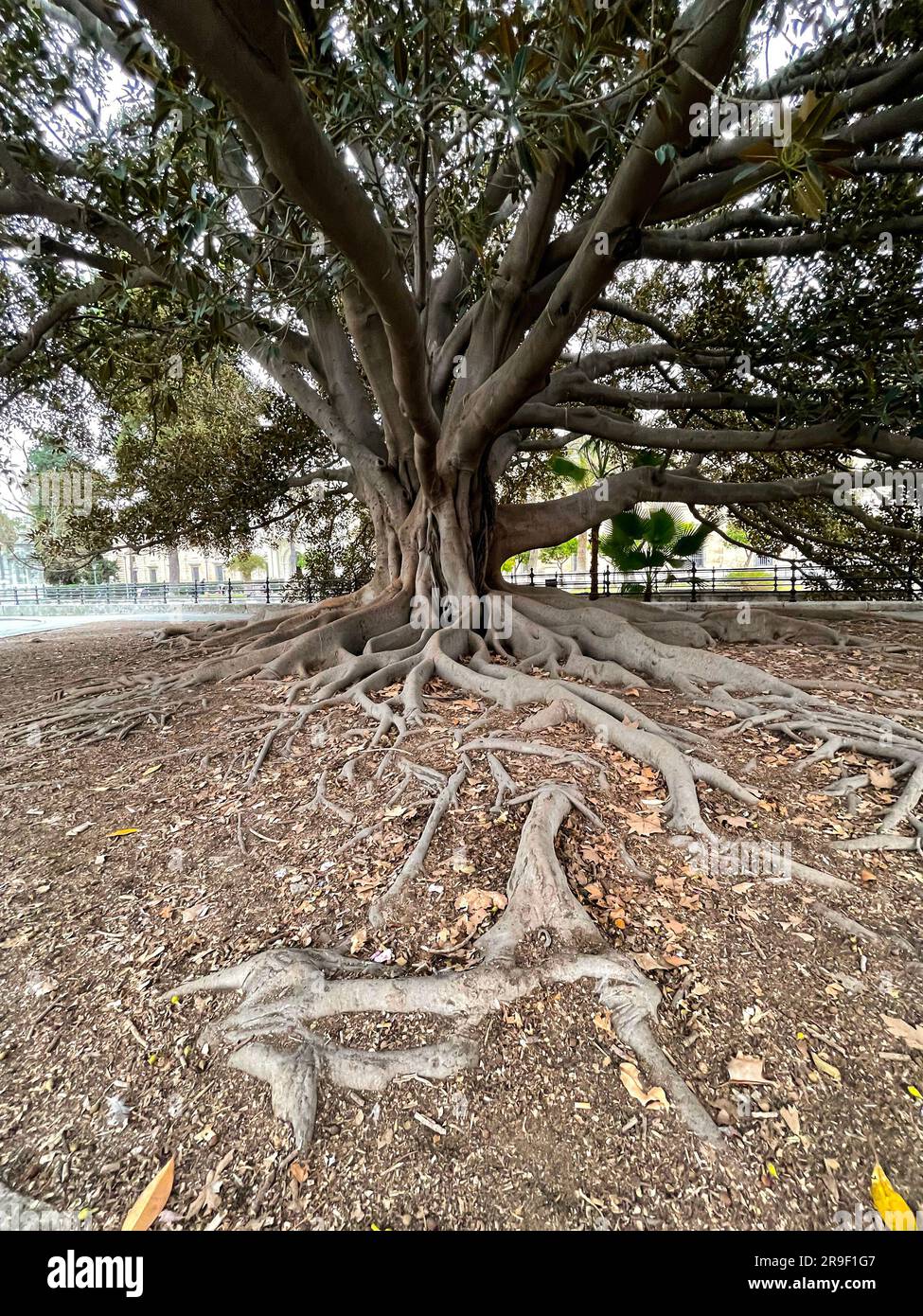 Tree with large body and gigantic roots over the soil in Seville, Spain ...