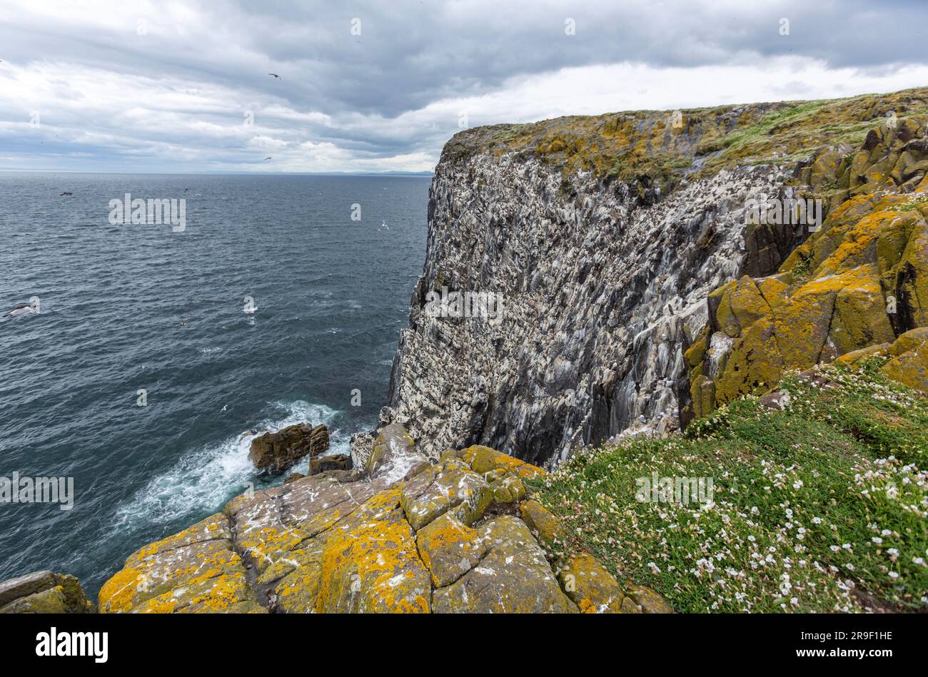 Isle of May, Firth of Forth, Scotland, UK Stock Photo - Alamy