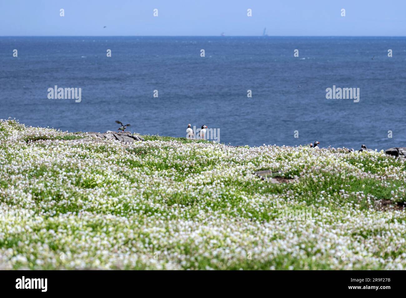 Isle of May, Firth of Forth, Scotland, UK Stock Photo - Alamy