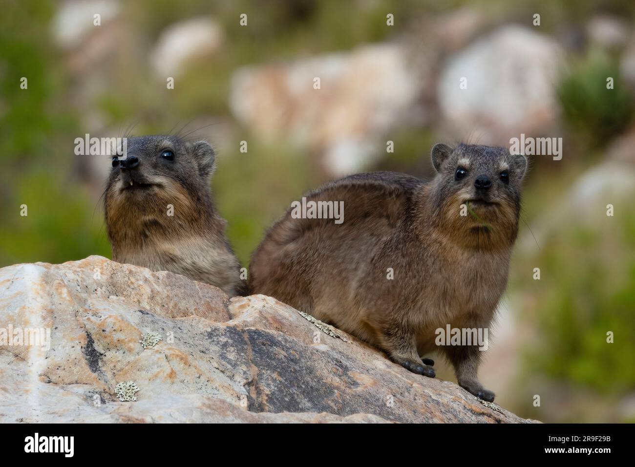 Pair of dassies hi-res stock photography and images - Alamy