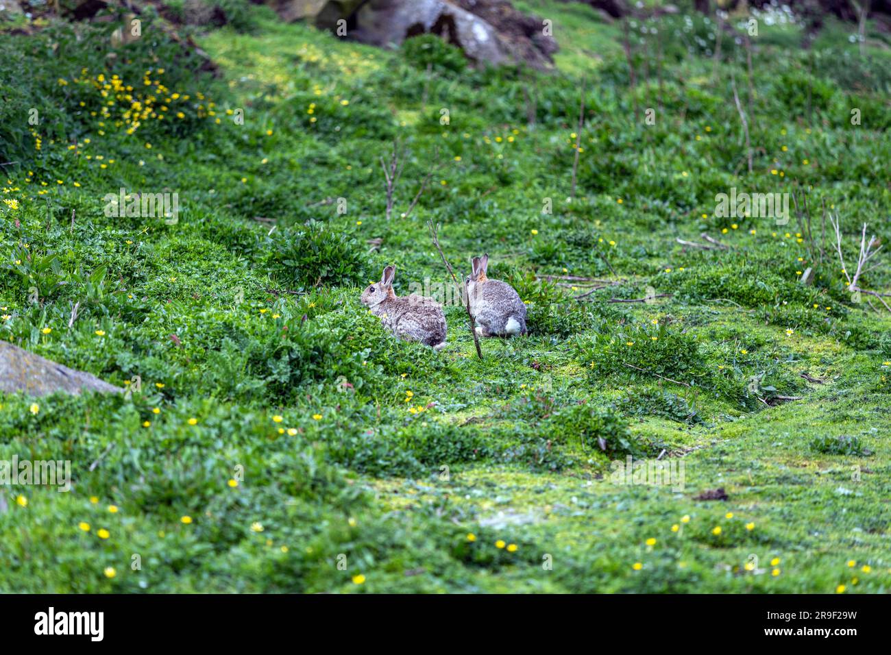 Rabbit in Isle of May, Firth of Forth, Scotland, UK Stock Photo - Alamy
