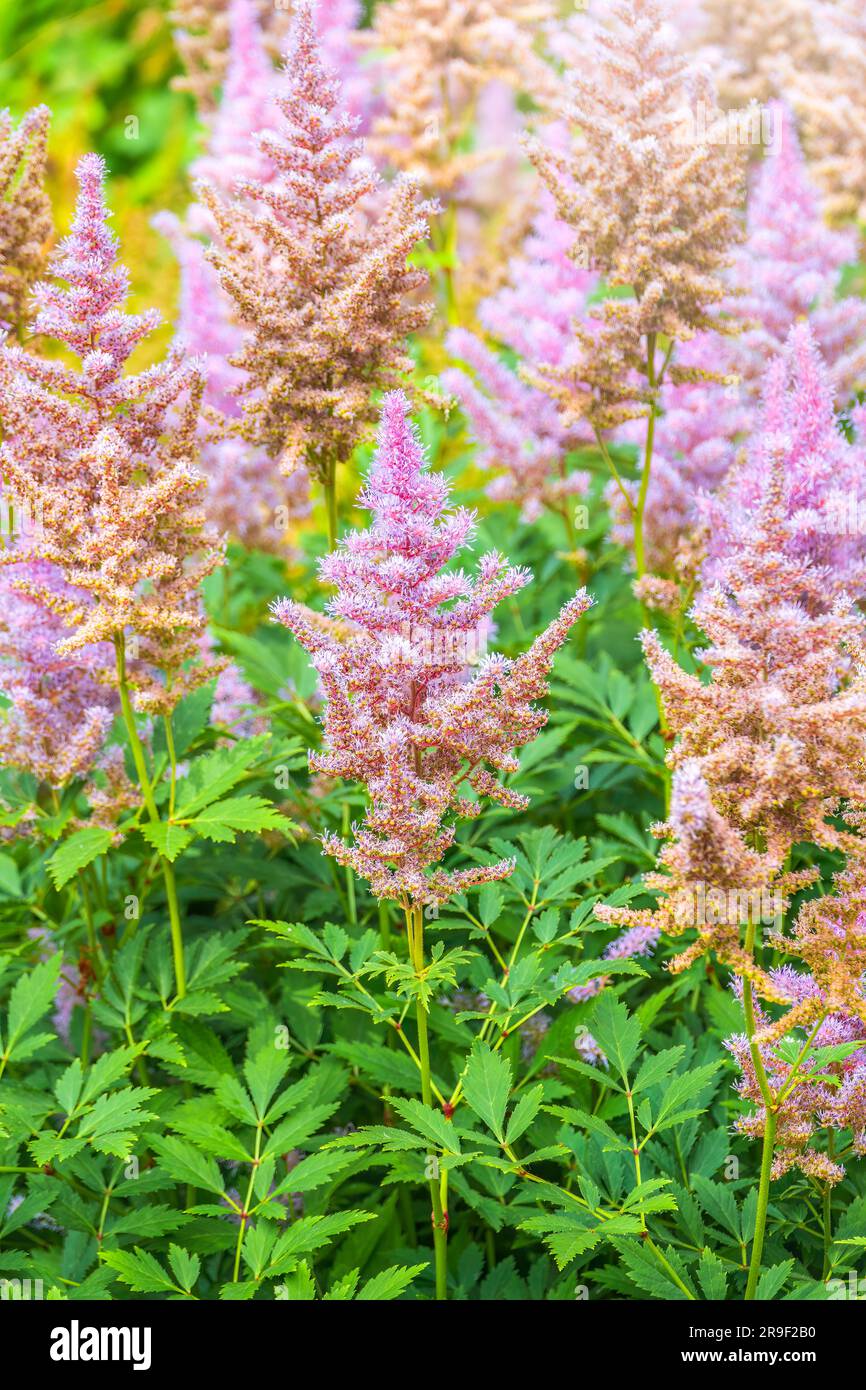 Chinese astilbe, Astilbe chinensis pumila, pink flowers in garden. It ...