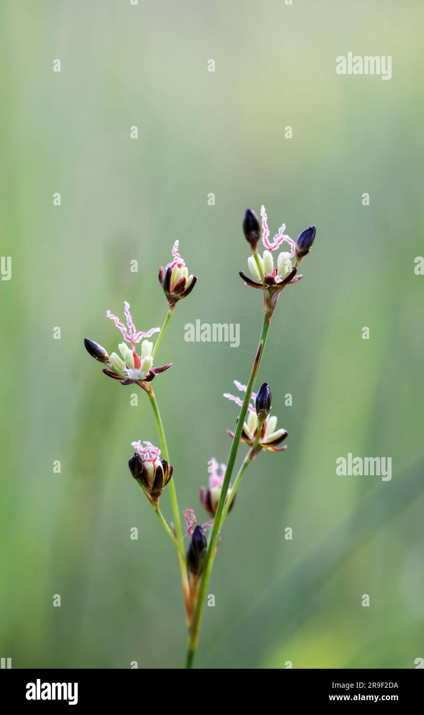 Needle Rush Botany