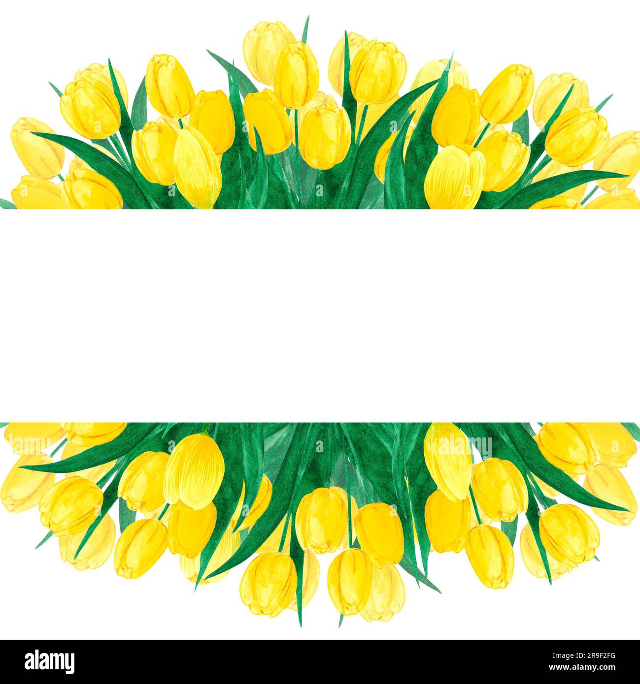 Hand drawn watercolor yellow tulips frame boarder on white background ...