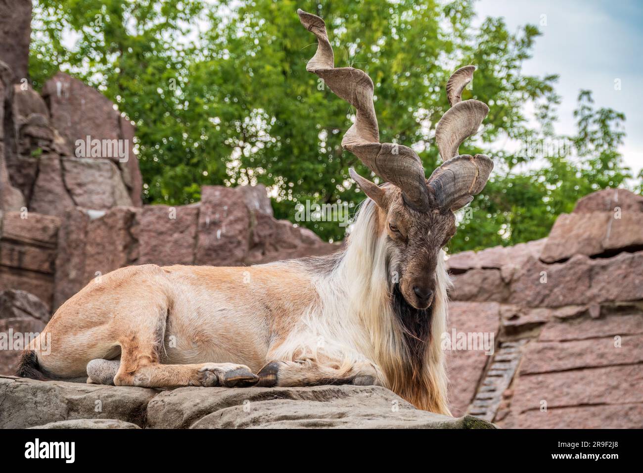 Close-up portrait of Markhor, Capra falconeri, wild goat native to ...