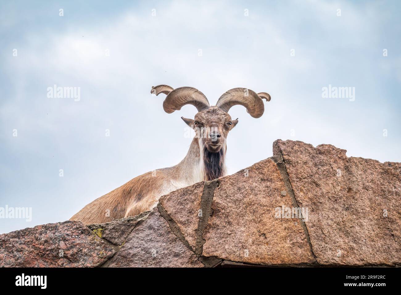 Close-up portrait of Markhor, Capra falconeri, wild goat native to ...