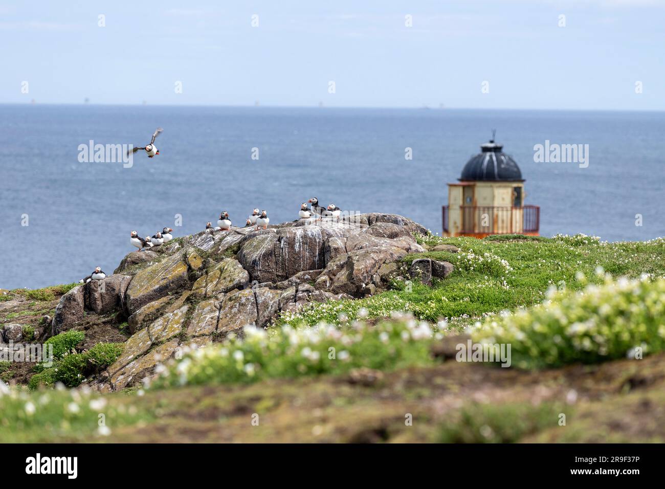 Atlantic puffin (F. arctica) with lesser sand eels (Ammodytes tobianus ...