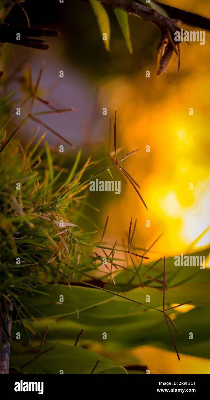 Fresh green grass background, exotic Asian plant, beautiful nature of ...