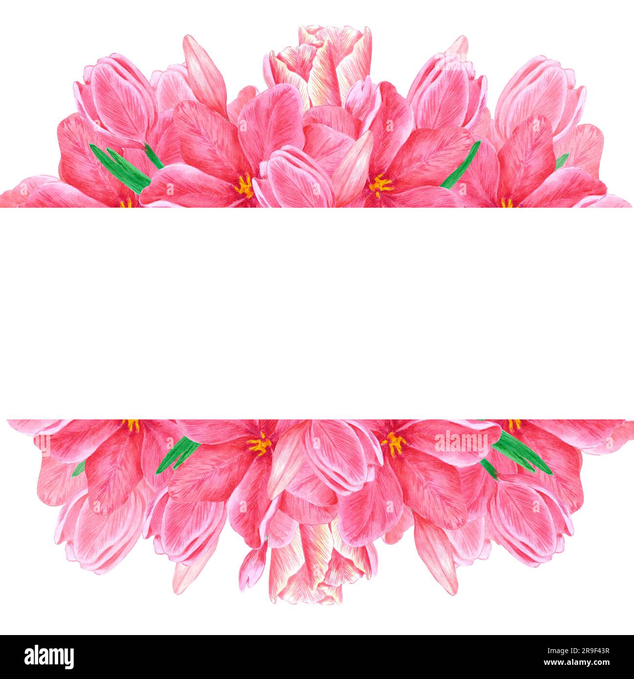 Hand drawn watercolor pink tulips frame boarder on white background ...
