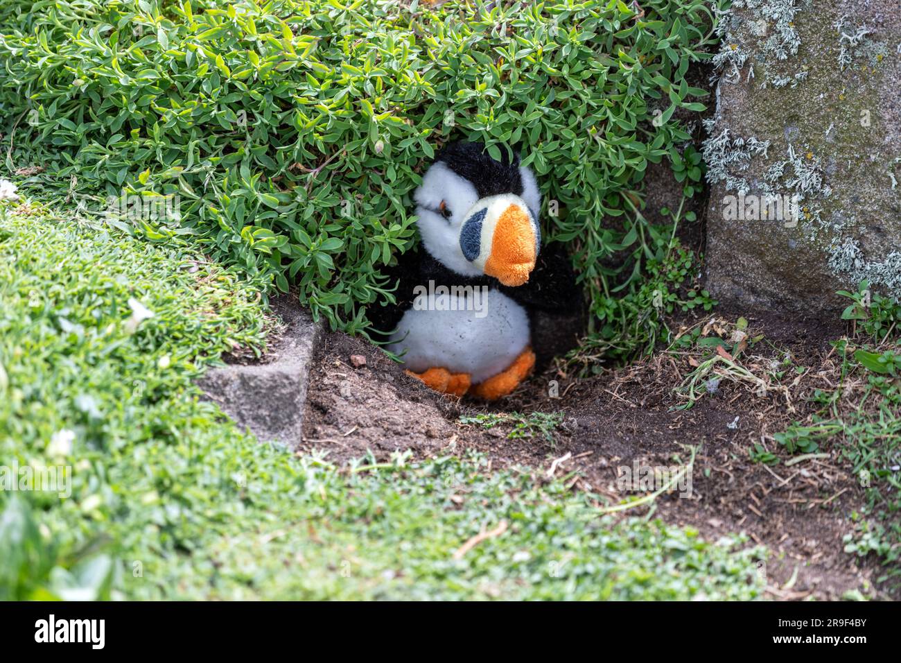 Puffin doll in Isle of May, Firth of Forth, Scotland, UK Stock Photo ...