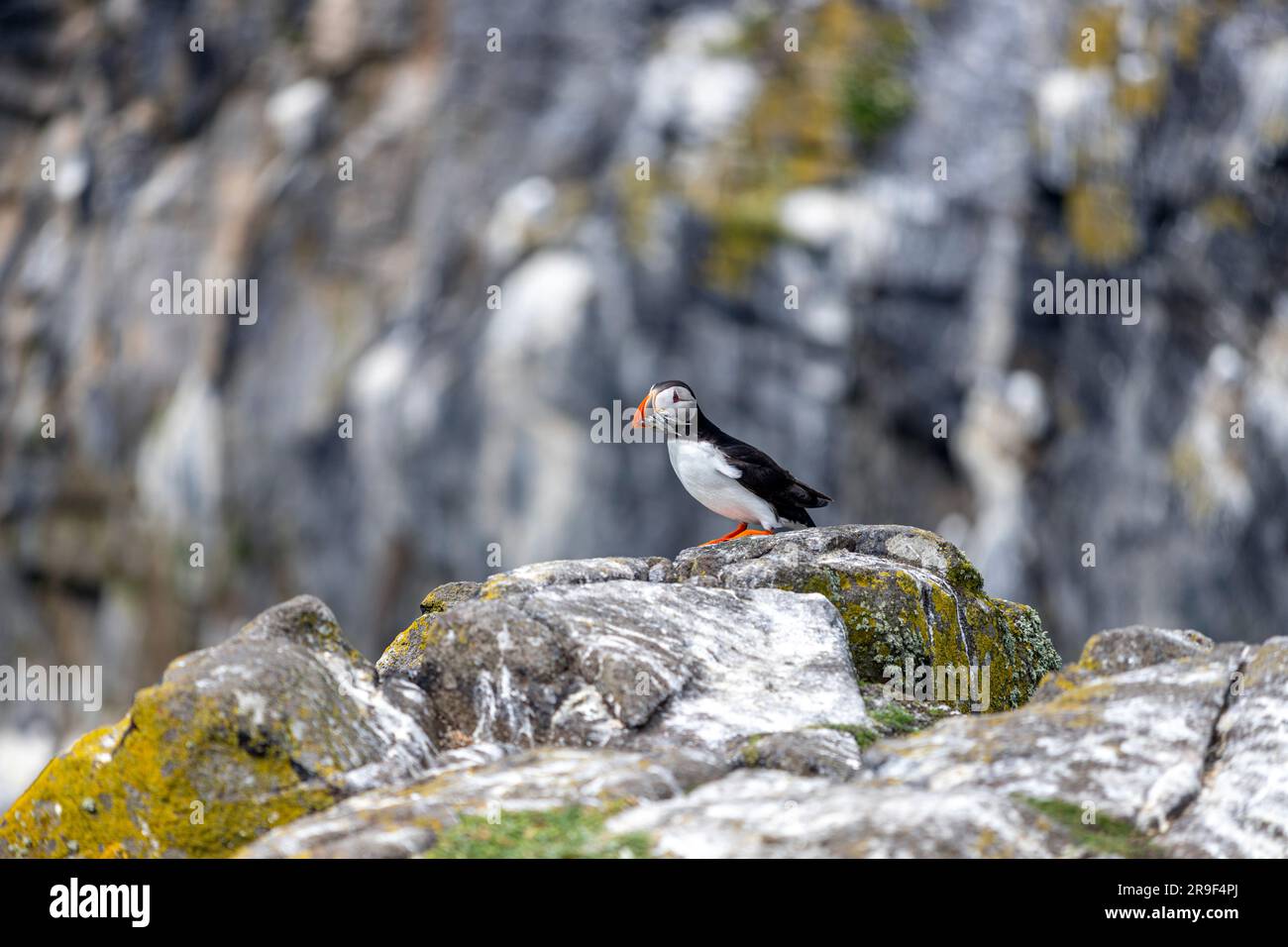 Atlantic puffin (F. arctica) with lesser sand eels (Ammodytes tobianus ...